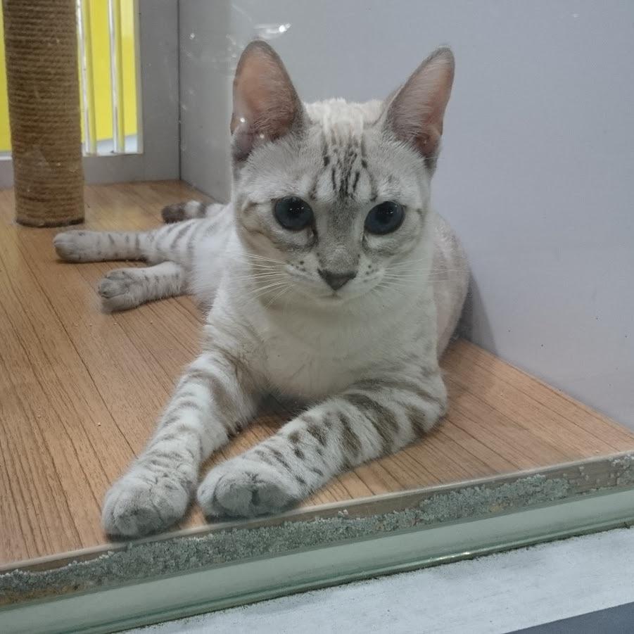 Love Hanacat - iOPEN Mall