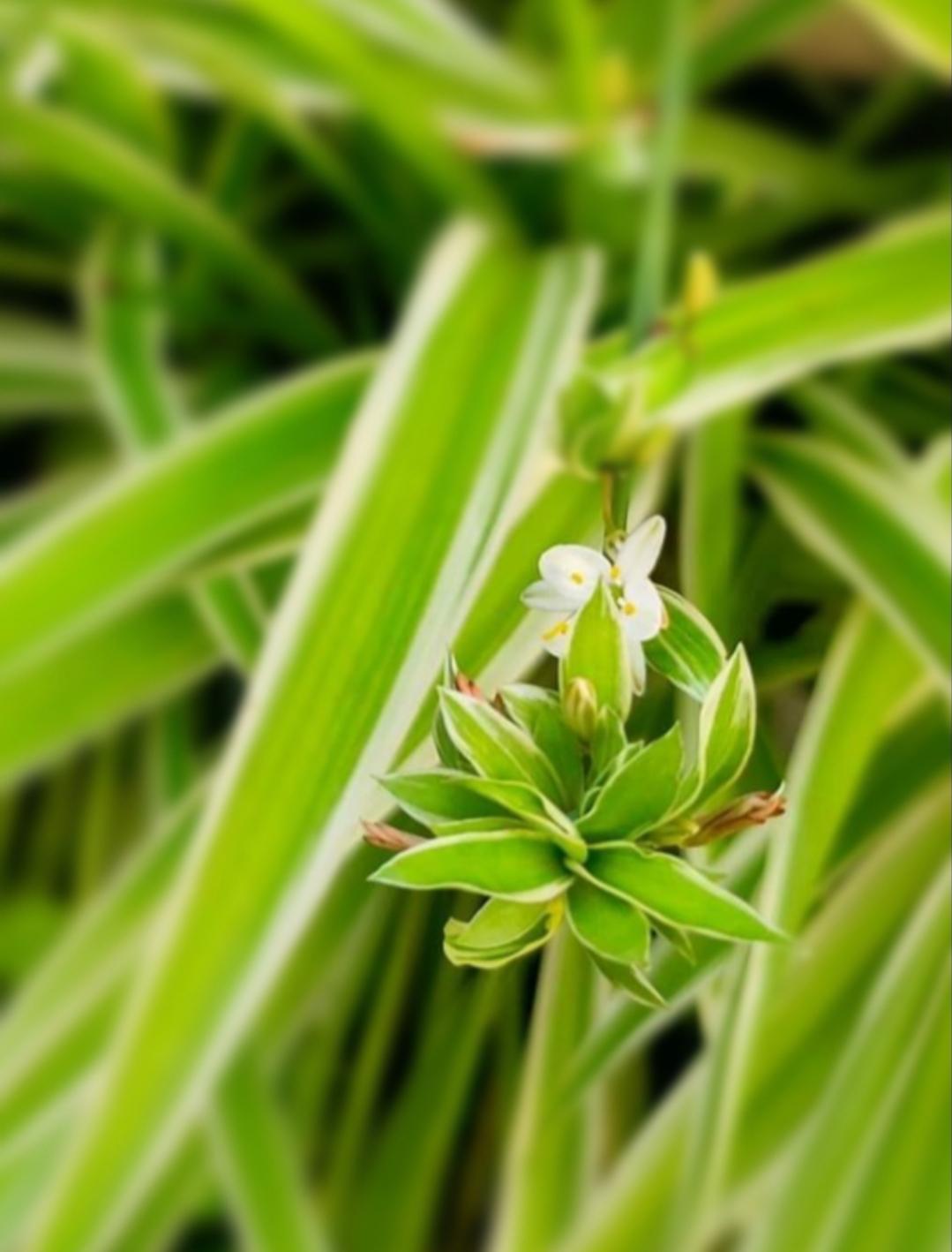 LaLas store - iOPEN Mall