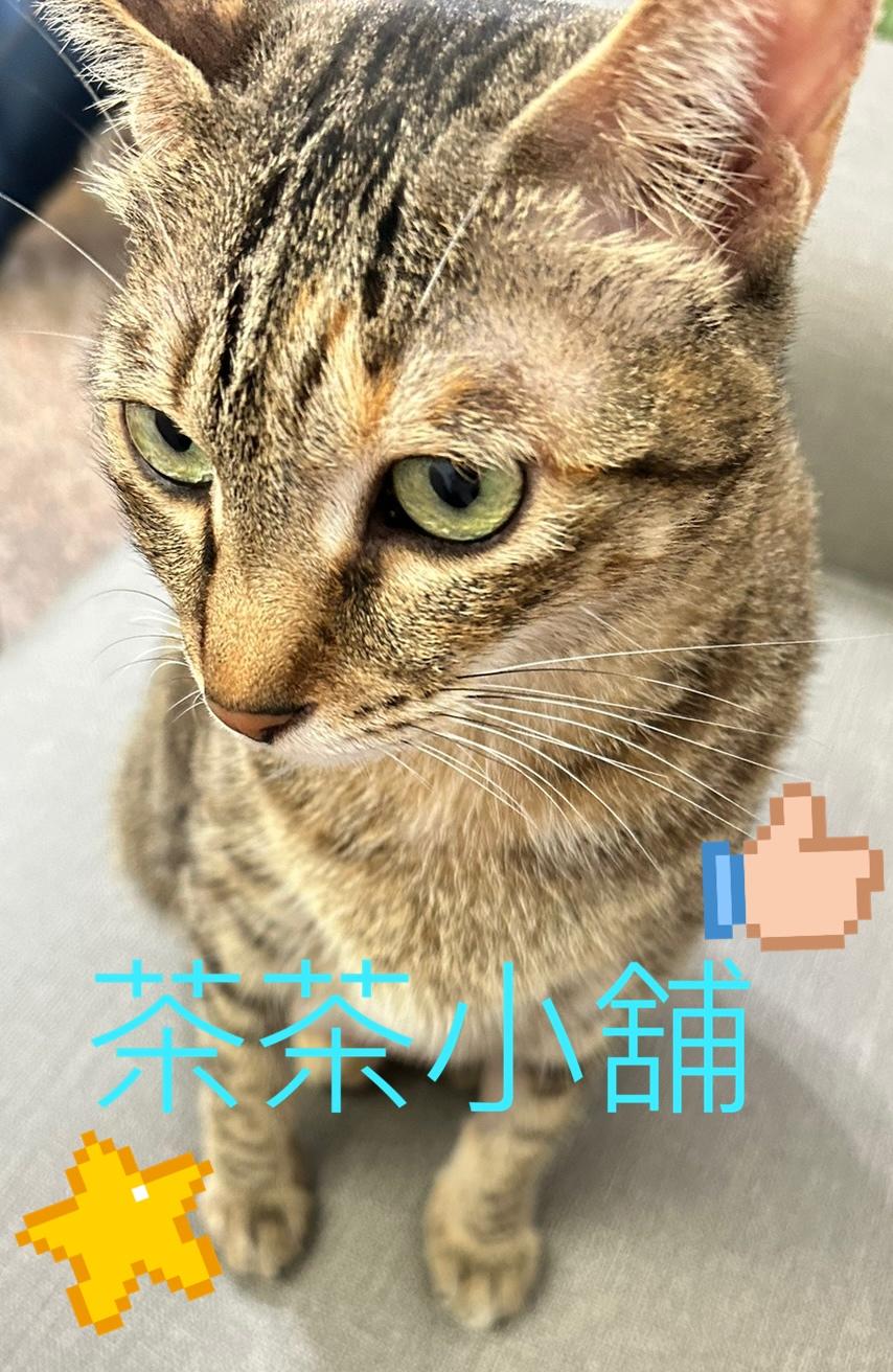 茶茶小舖 - iOPEN Mall