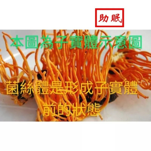 青春樹-北蟲草菌絲體+子實體混合粉末[[防疫、助眠好物]（台灣生產-穀類乾式發酵) - 青春樹生物技術