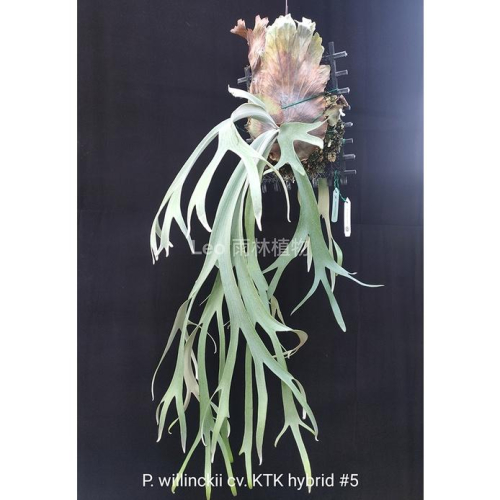 P. willinckii cv. KTK hybrid #5 鹿角蕨 - LEO雨林植物 - iOPEN Mall