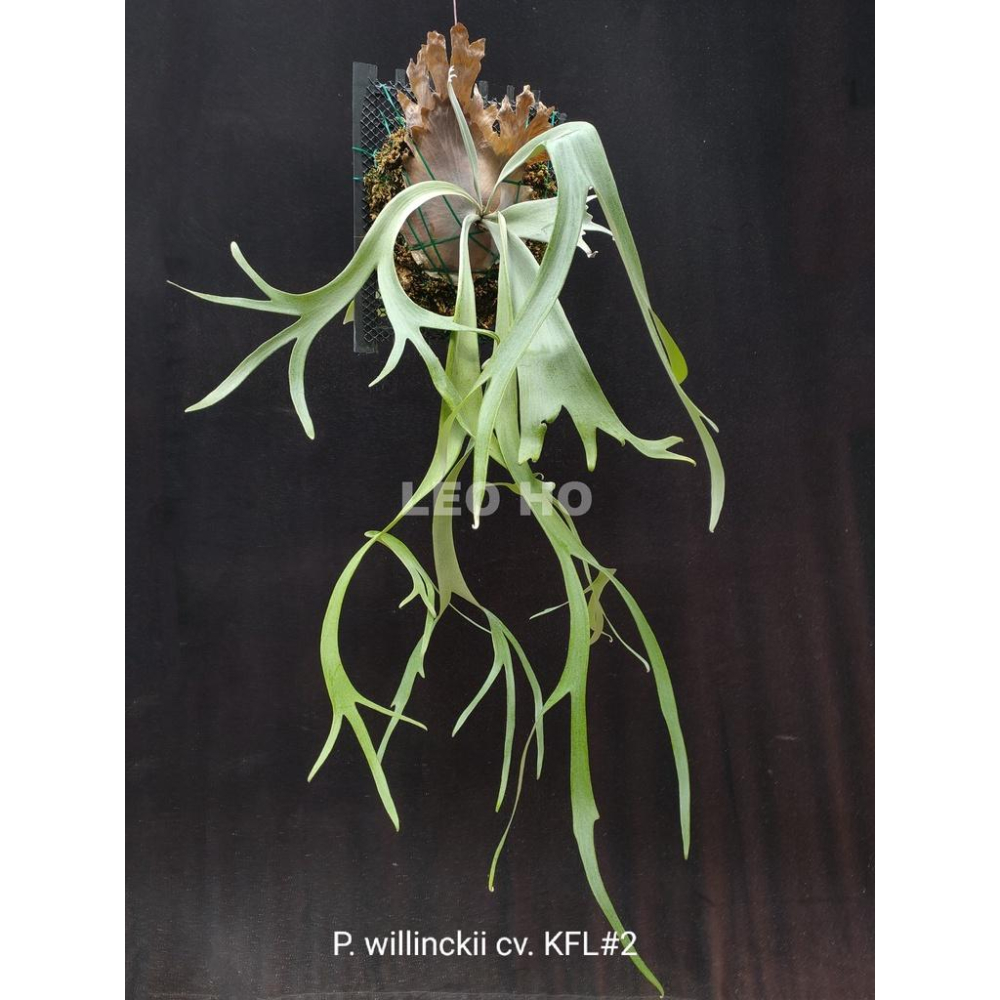 《LEO雨林植物》 P. willinckii cv. KFL#2 鹿角蕨 - LEO雨林植物