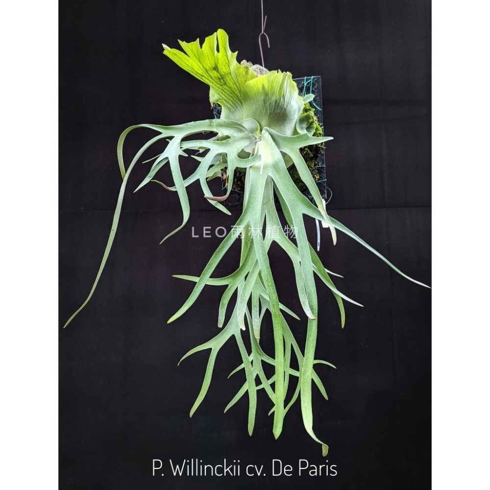 《LEO雨林植物》 P. Willinckii cv. De Paris 鹿角蕨 - LEO雨林植物