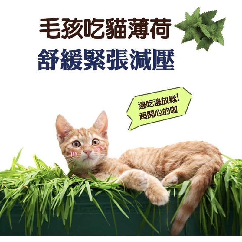 LieBaoの舖🐱貓咪潔牙🐱 驕傲貓 PV魔法村Cat Glory 貓薄荷潔牙軟錠 軟零食 潔牙骨 貓潔牙 貓咪零食 - LieBaoの舖 - iOPEN Mall