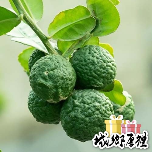 鮮採馬蜂橙 【大：65-85g/顆】卡菲爾萊姆 泰國青檸 泰國萊姆 Caffre Lime 我爸種的 - 我爸種的農產行 - iOPEN Mall