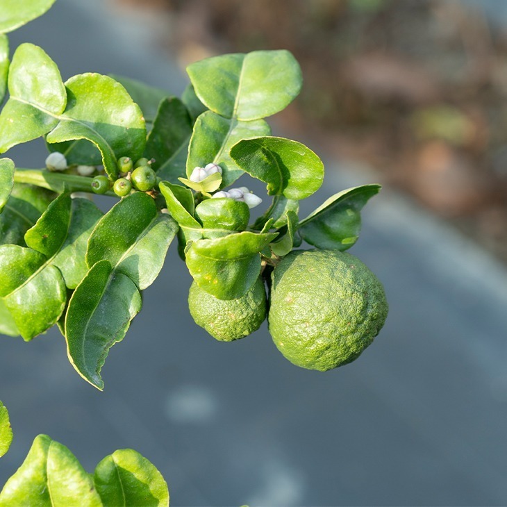 鮮採馬蜂橙 【大：65-85g/顆】卡菲爾萊姆 泰國青檸 泰國萊姆 Caffre Lime 我爸種的 - 我爸種的農產行