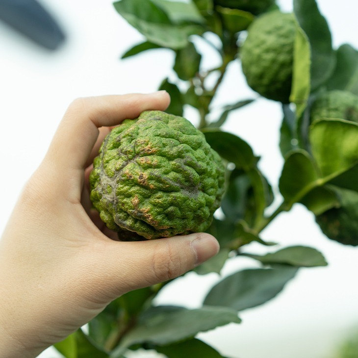 鮮採馬蜂橙 【大：65-85g/顆】卡菲爾萊姆 泰國青檸 泰國萊姆 Caffre Lime 我爸種的 - 我爸種的農產行