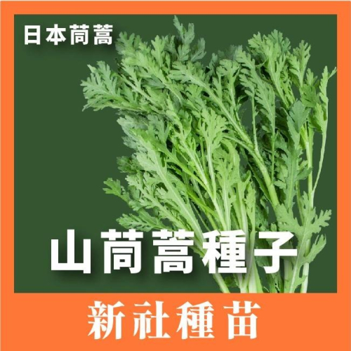 山茼蒿種子 | 日本茼蒿 | 中葉春菊｜開心農場｜新手入門款｜居家種植｜都市農耕｜蔬菜專業戶｜火鍋必備｜自己種更健康 - 新社種苗 專業蔬菜 ...
